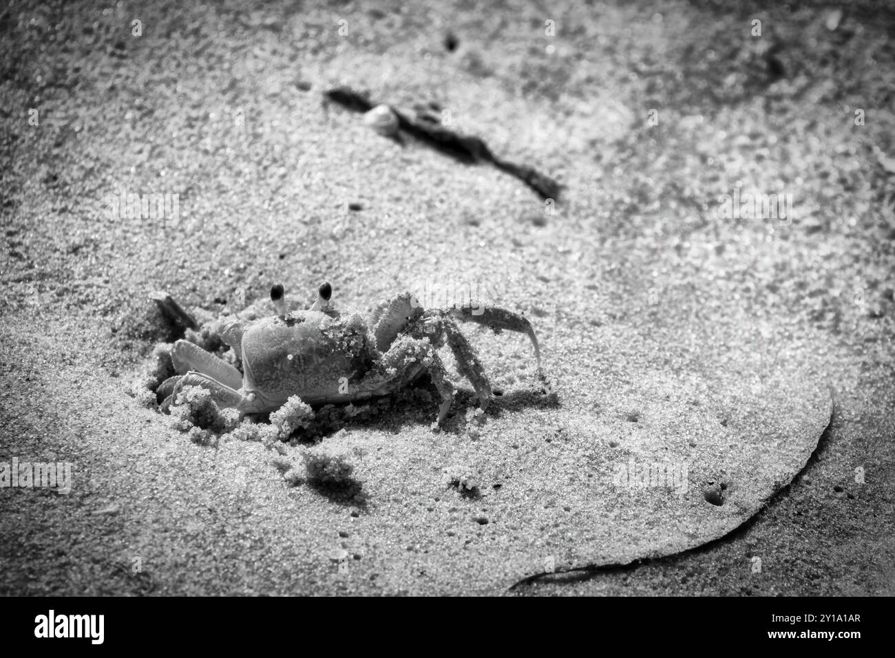 A watchful crab stand guard above his home in the sandy shores of ...