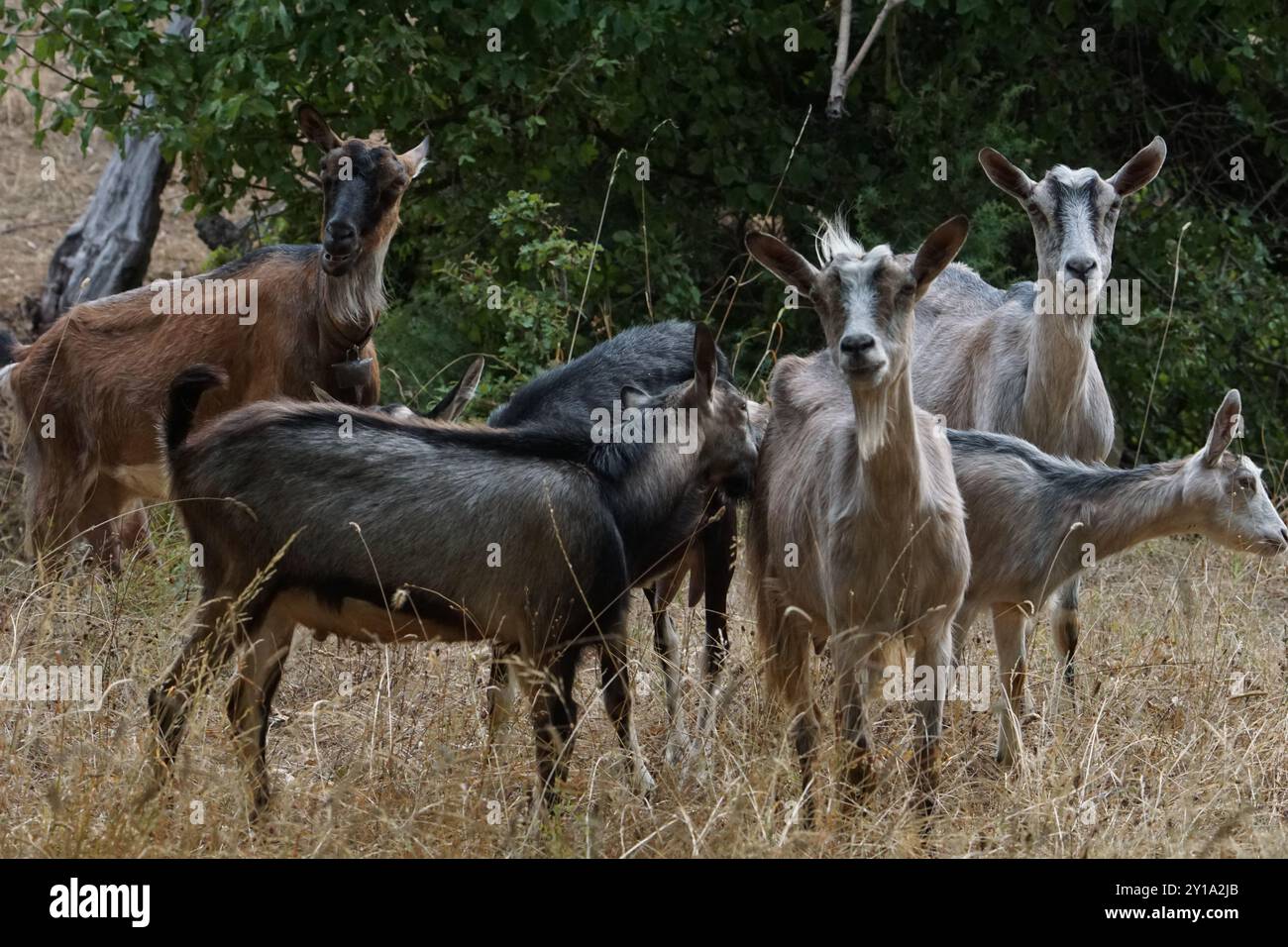 Herd of Goats in North Macedonia tended by a Goat Herder Stock Photo ...