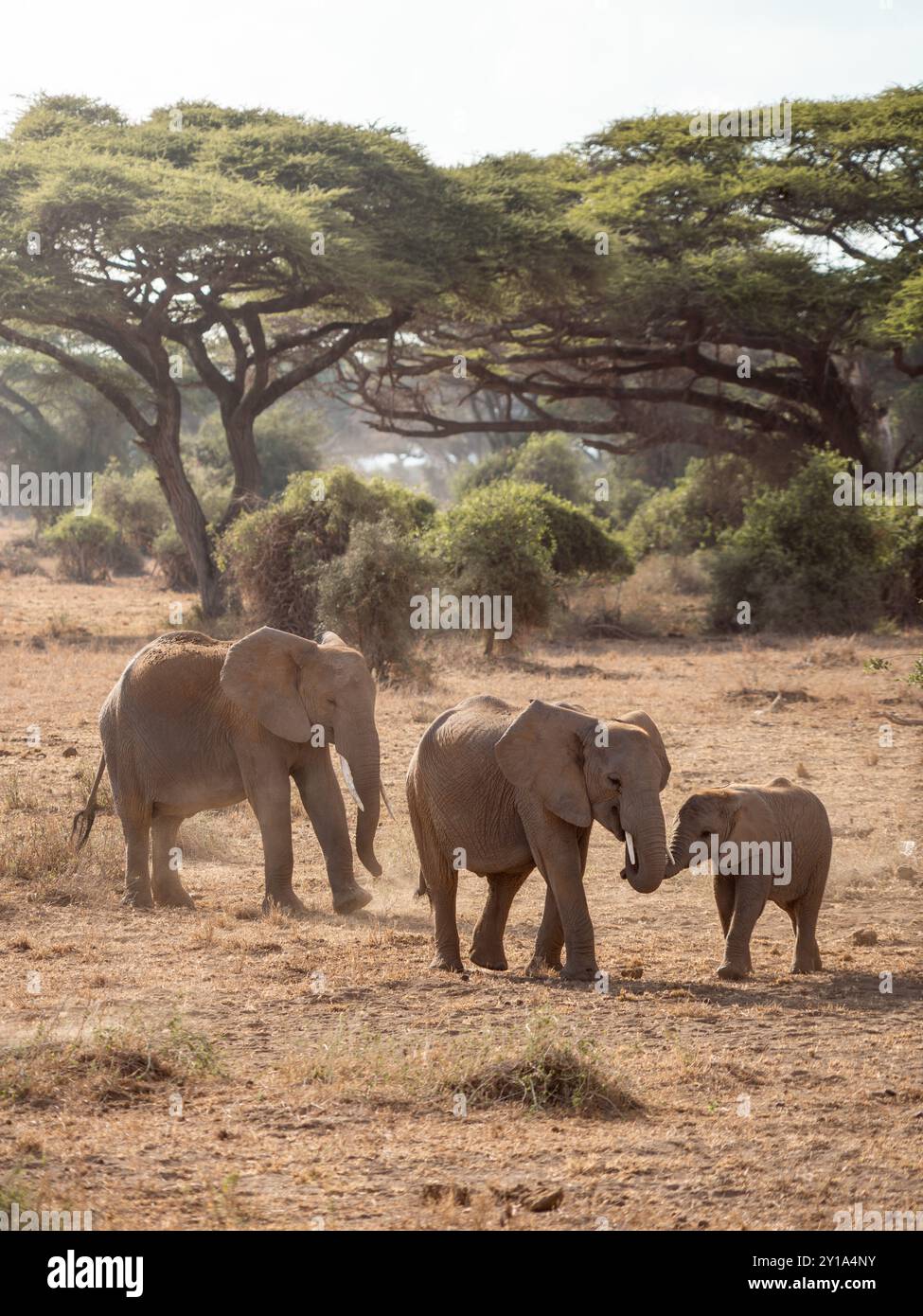 African Bush Elephants - small baby elephant walking with his mother in ...