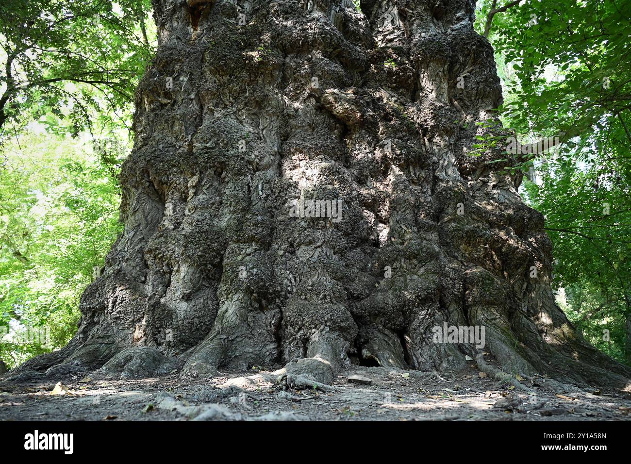 Trunk of giant clustered black poplar tree near Móricz Danube river and Baja in summer Stock ...
