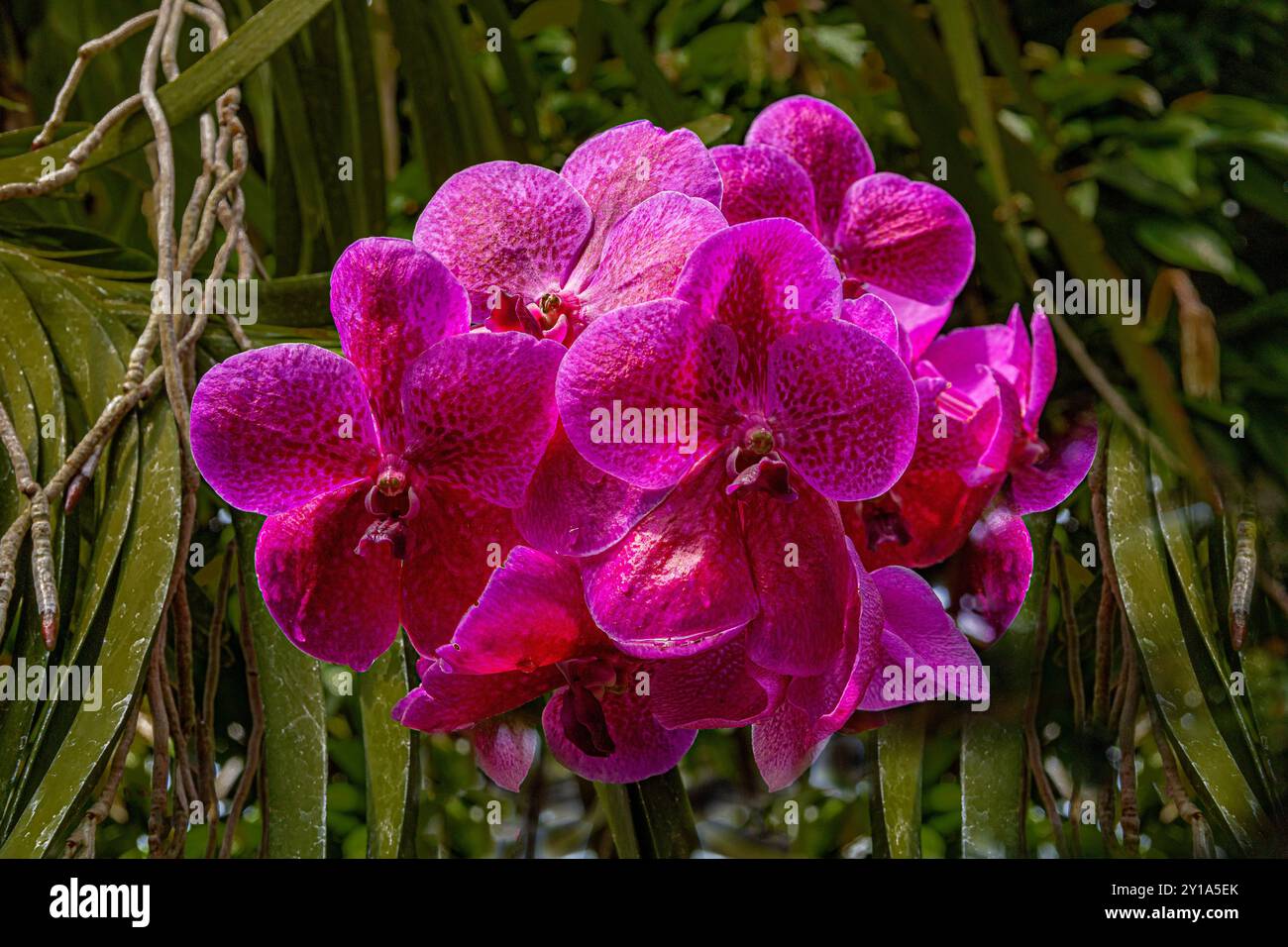 Abstract orchid photography hi-res stock photography and images - Alamy