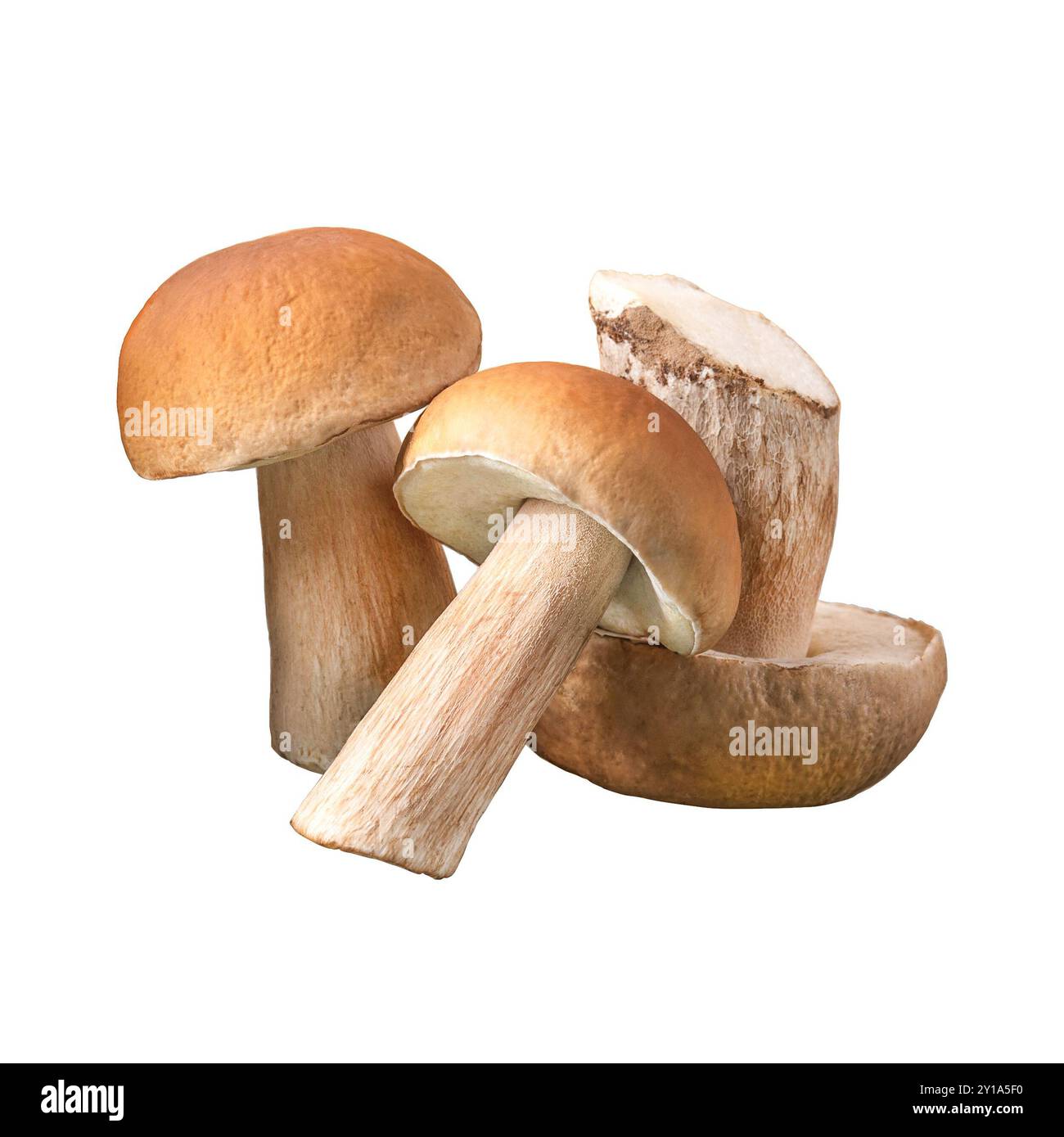Three mushroom boletus isolated on white background. Harvesting fresh ...