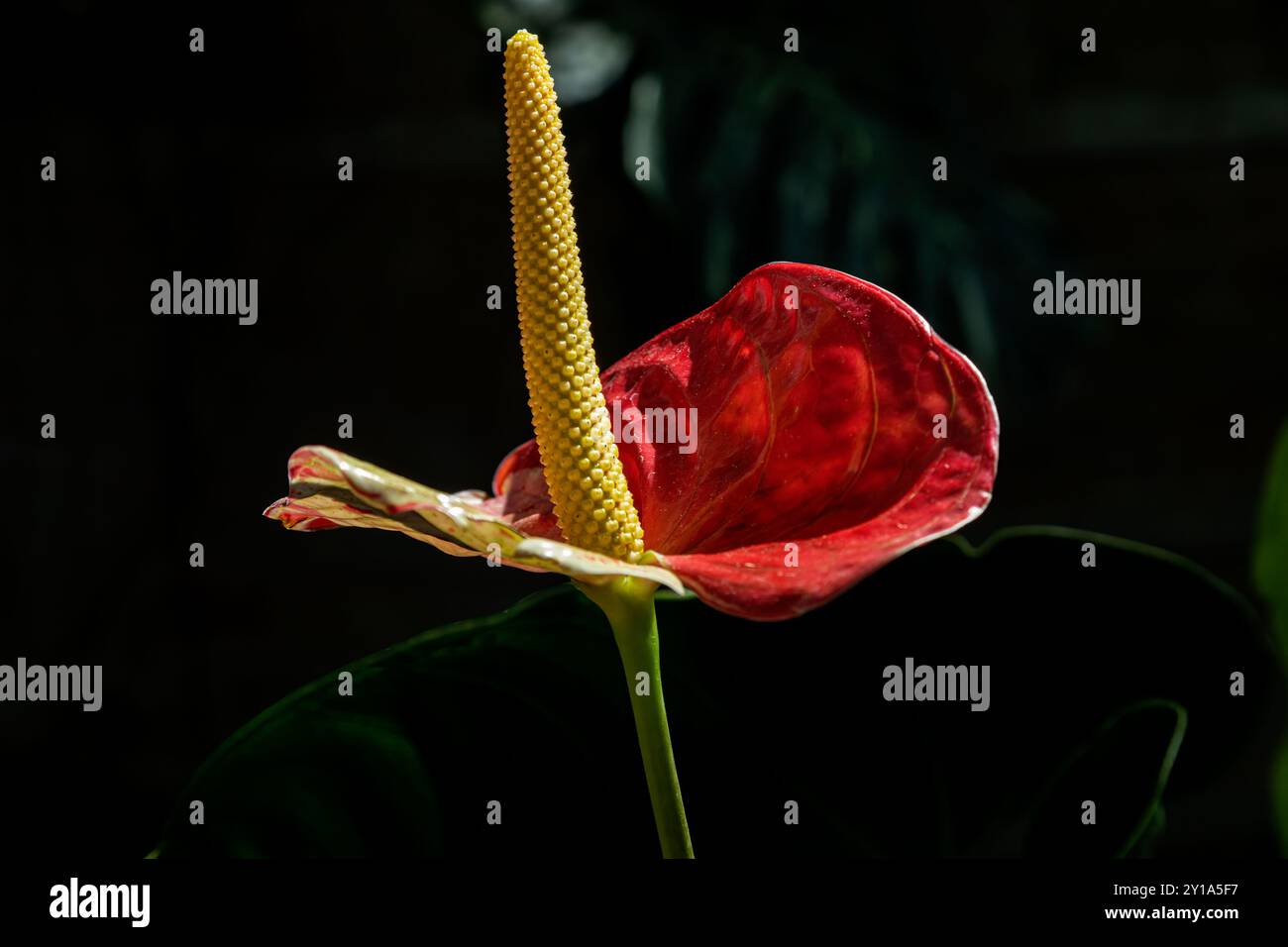 Hawaiian Red Anthrum Stock Photo - Alamy