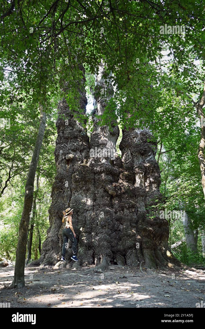 Giant clustered black poplar tree with female hiker from the side near ...