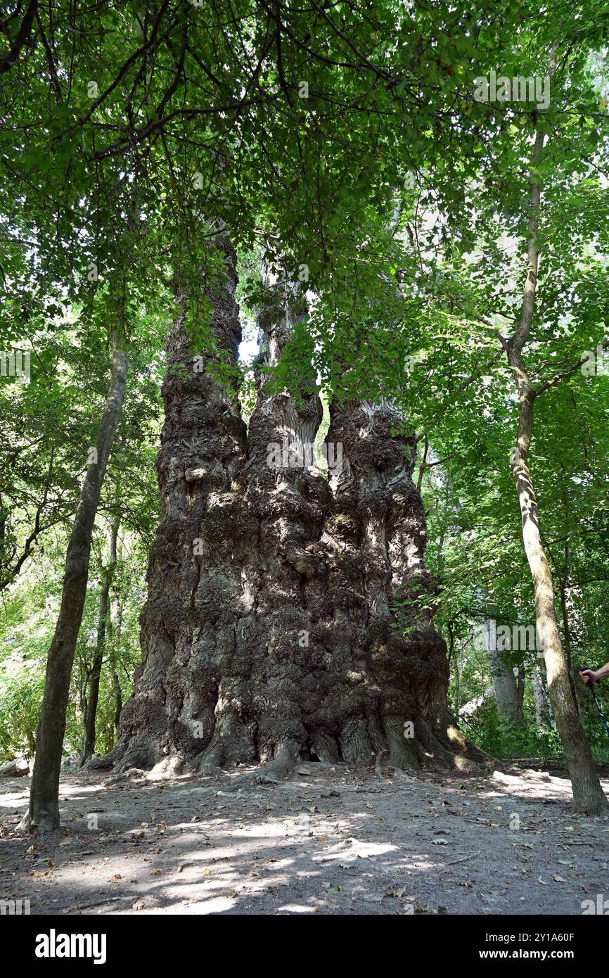 Giant clustered black poplar tree near Móricz Danube river and Baja in ...