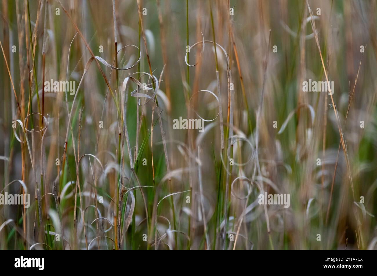 Grass texture abstract patterns, Exploring the Essence of Abstracted ...