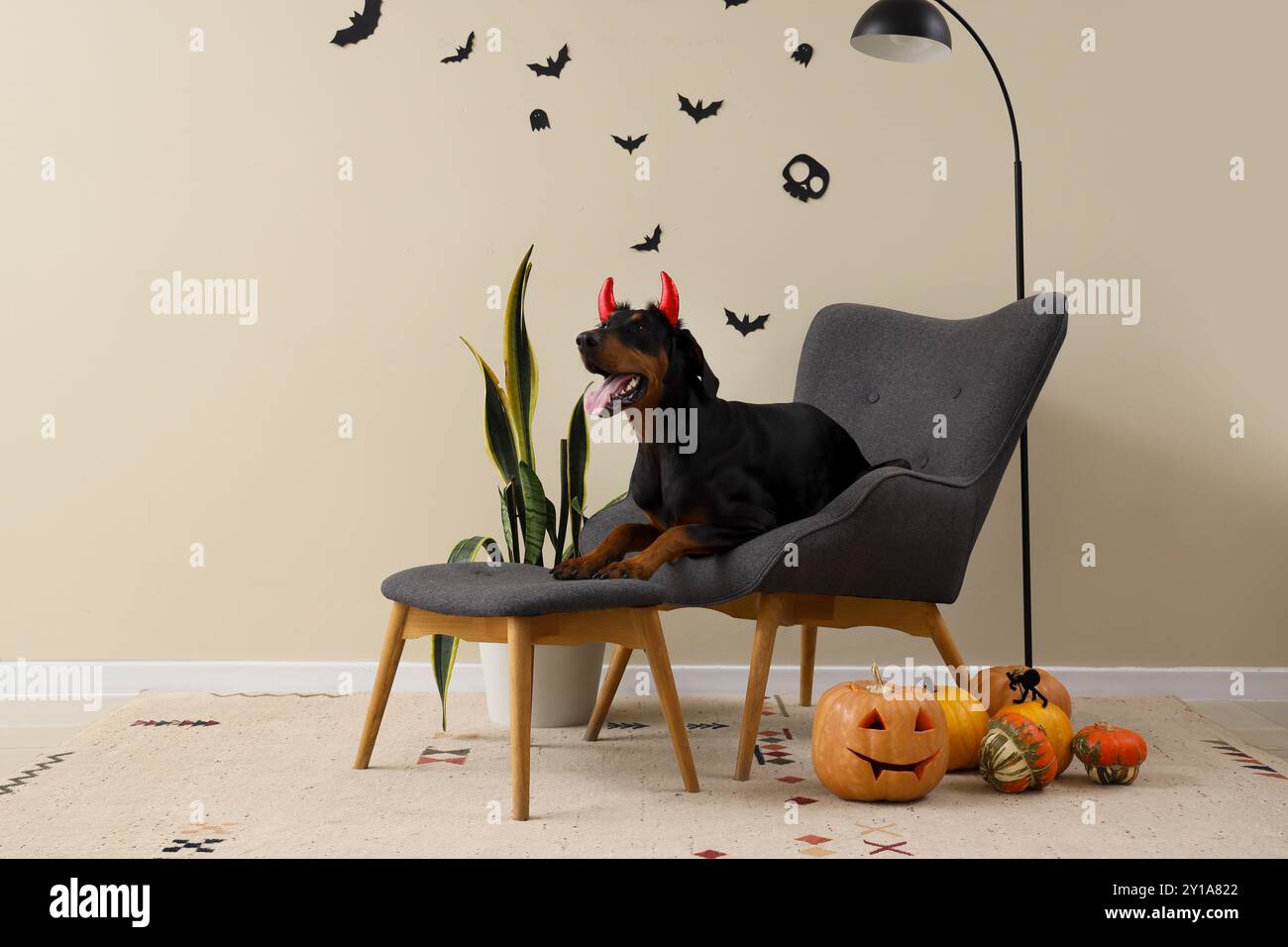 Cute Dobermann dog in devil horns with Halloween pumpkins lying on ...