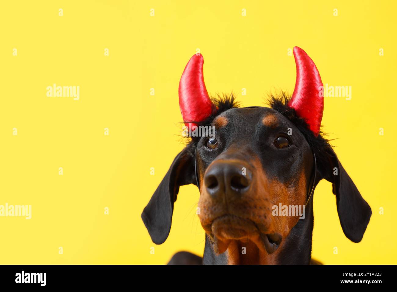 Cute Dobermann dog in Halloween devil horns on yellow background Stock ...