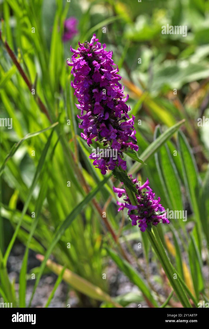 Stachys officinalis hummelo hi-res stock photography and images - Alamy