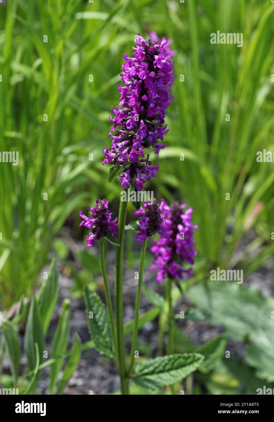 Stachys officinalis hummelo hi-res stock photography and images - Alamy
