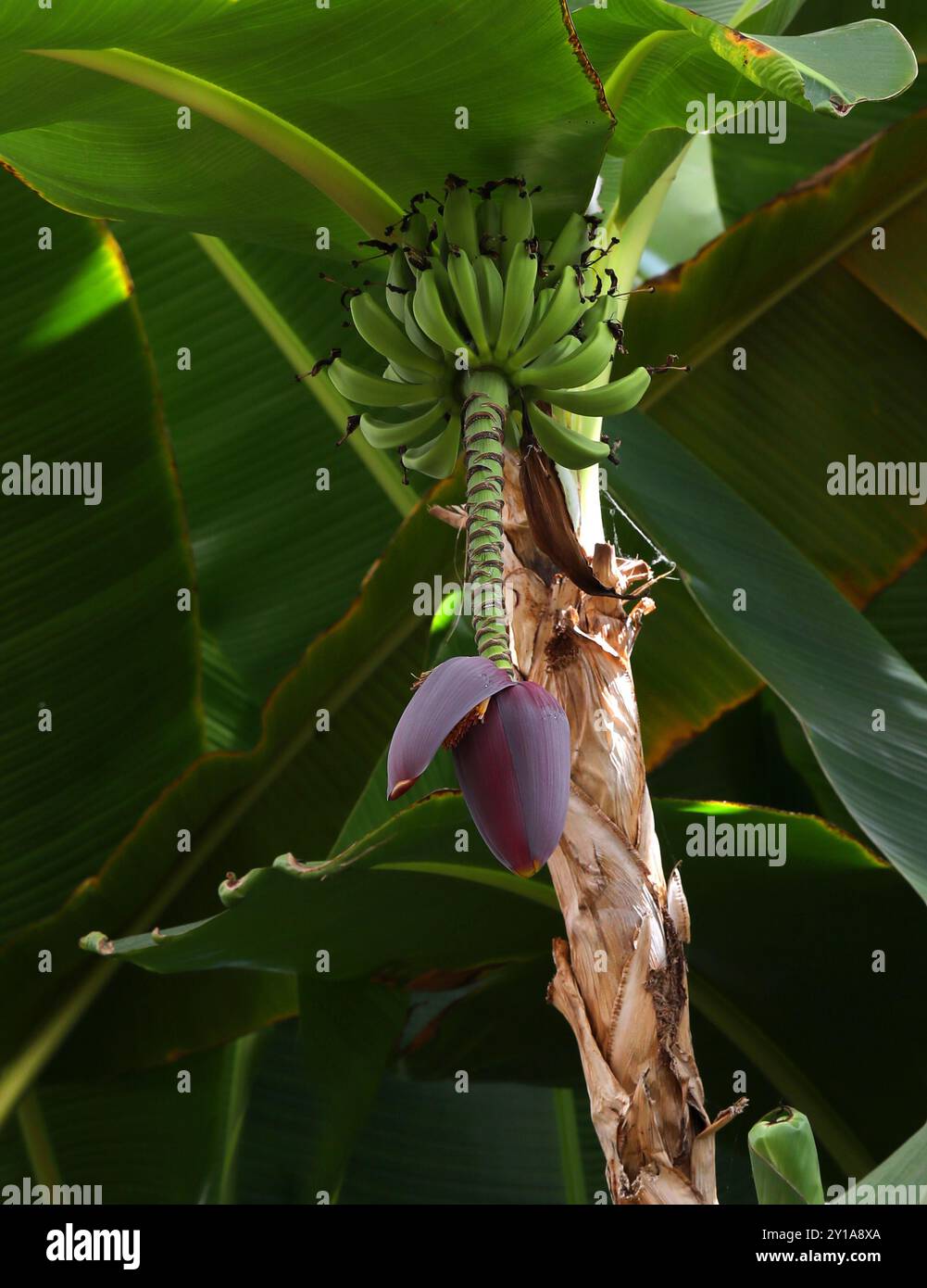 Banana Plant, Musa sp., Musaceae. Asia. Fruit and flower Stock Photo ...