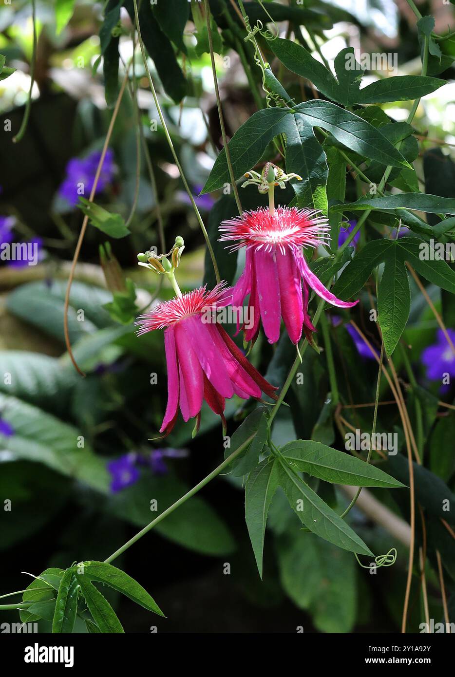 Passiflora gritensis hi-res stock photography and images - Alamy