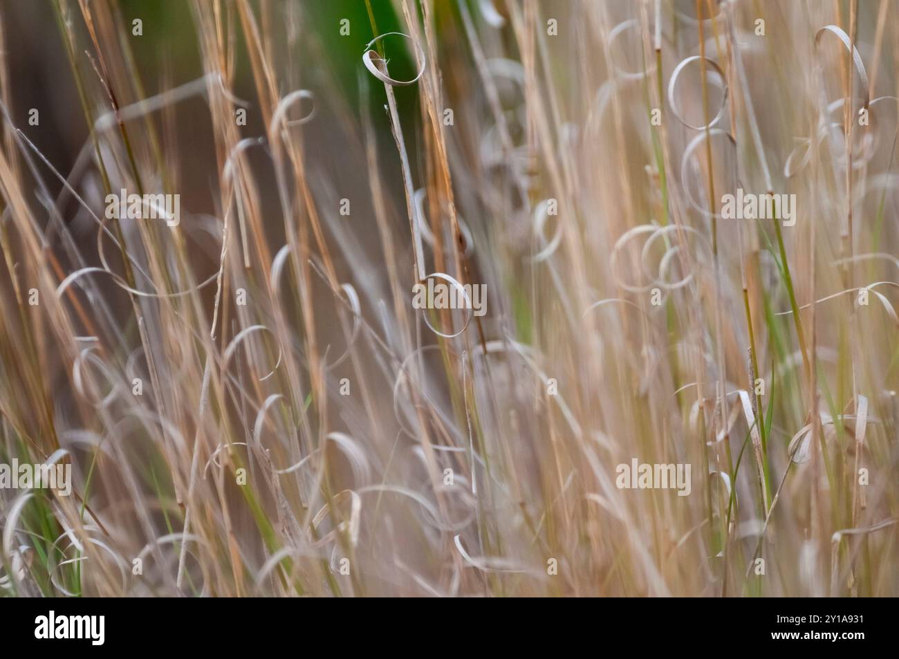 Grass texture abstract patterns, Exploring the Essence of Abstracted ...