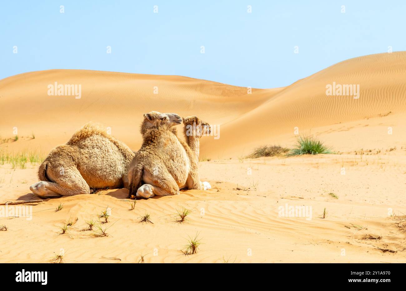 Two furry camels laying on the sand among the dunes in the middle of ...
