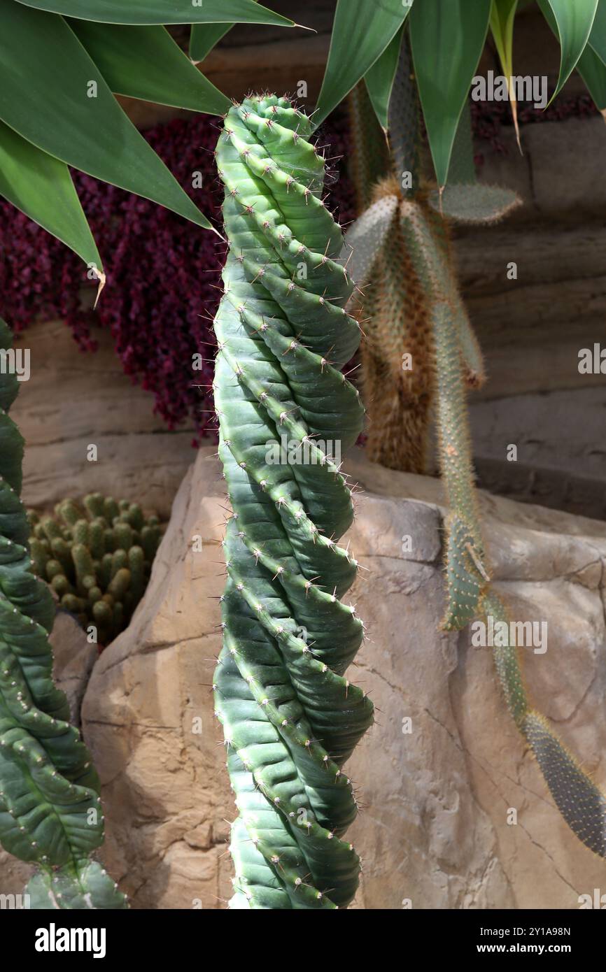 Cactus, Cereus forbesii "Spiralis", Cactaceae. Bolivia to N. Central ...
