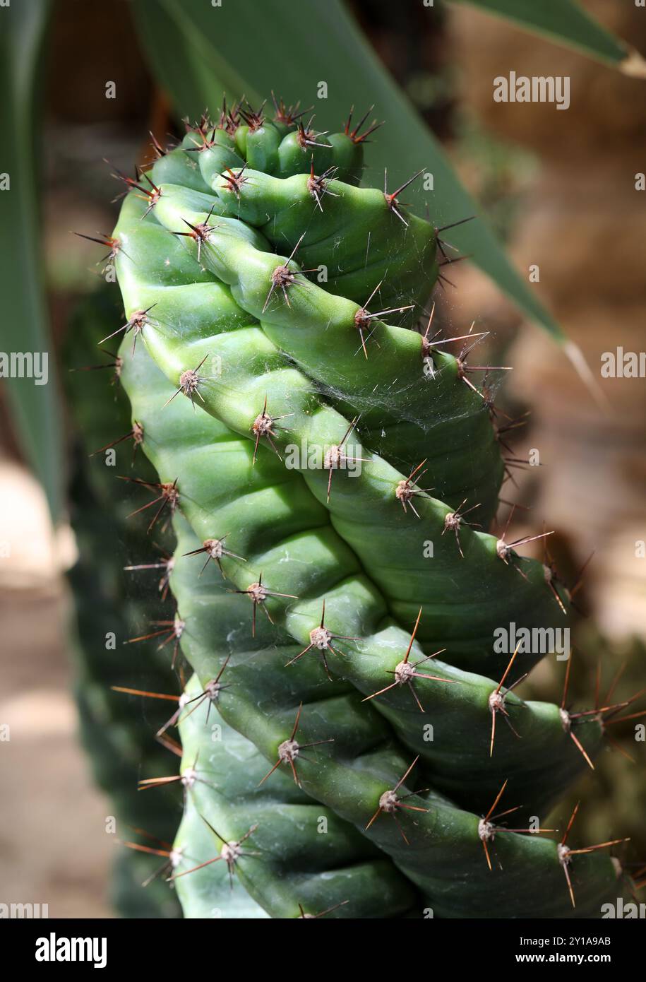 Cactus, Cereus forbesii "Spiralis", Cactaceae. Bolivia to N. Central ...