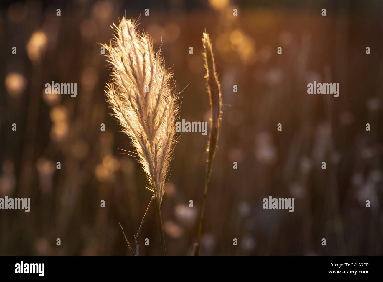 Grass texture abstract patterns, Exploring the Essence of Abstracted ...