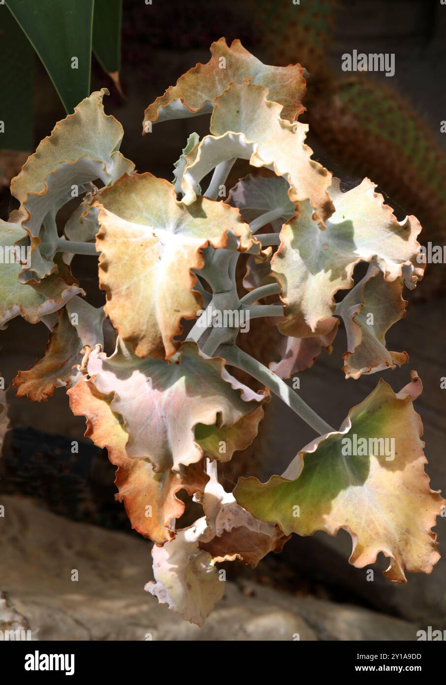 Velvet Elephant Ear, Elephant's Ear Kalanchoe, Felt Bush, or Feltbush ...