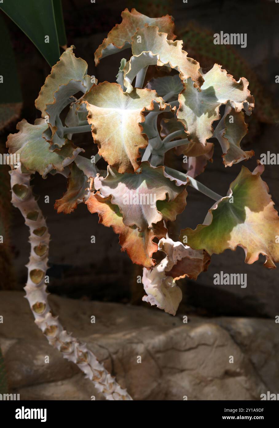 Velvet Elephant Ear, Elephant's Ear Kalanchoe, Felt Bush, or Feltbush ...