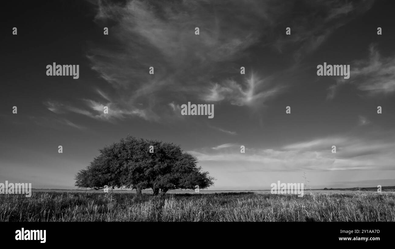 Pampas tree landscape, La Pampa province, Patagonia, Argentina Stock ...