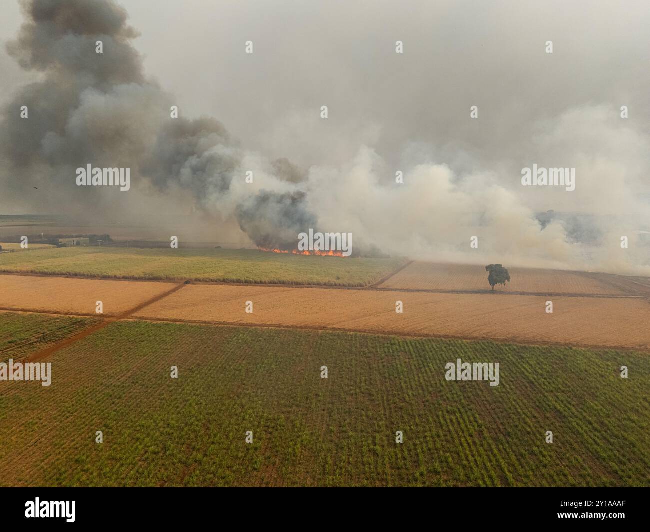 Sugar cane Fire plantation smoke Stock Photo - Alamy