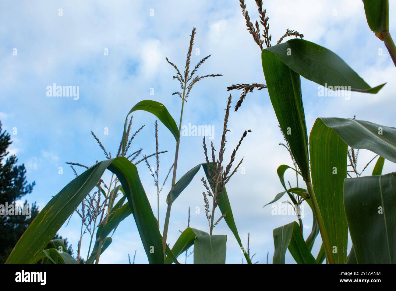 Stalks of tall green unripe corn with a unripe corn. Maize plantation ...