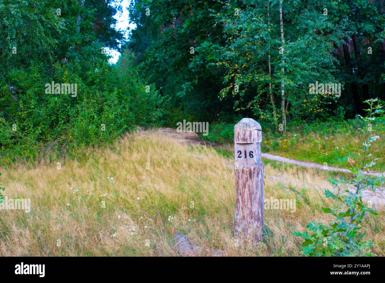 Wooden marker post in the forest. Set up to mark the boundary and plot ...