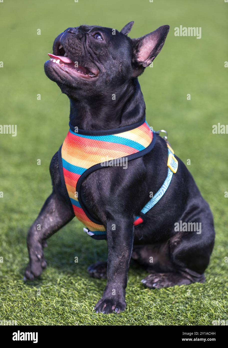 Black French Bulldog Puppy Male Lifting a Paw in Anticipation. Off ...