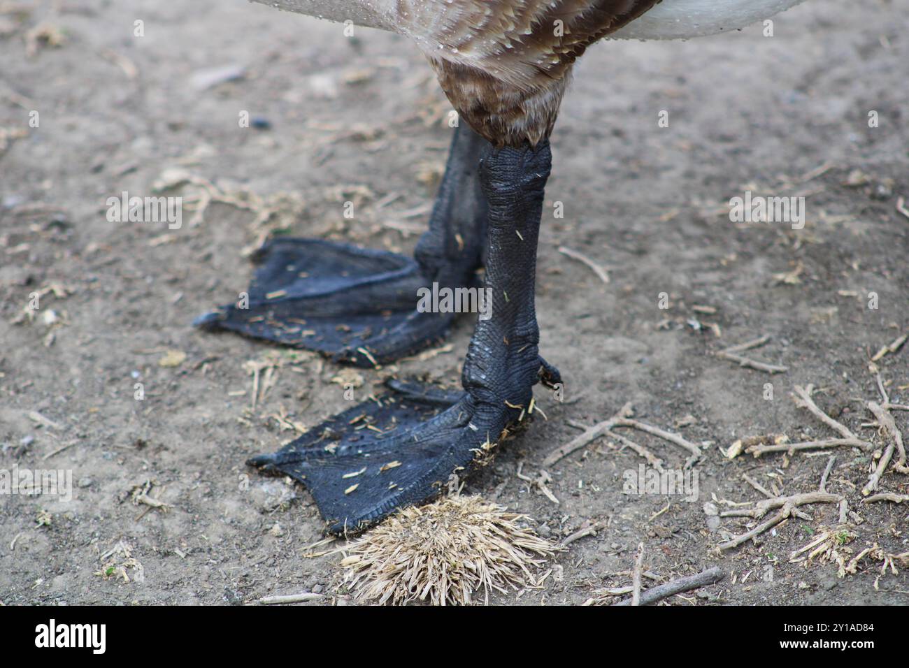 Close up feet walking in hi-res stock photography and images - Alamy