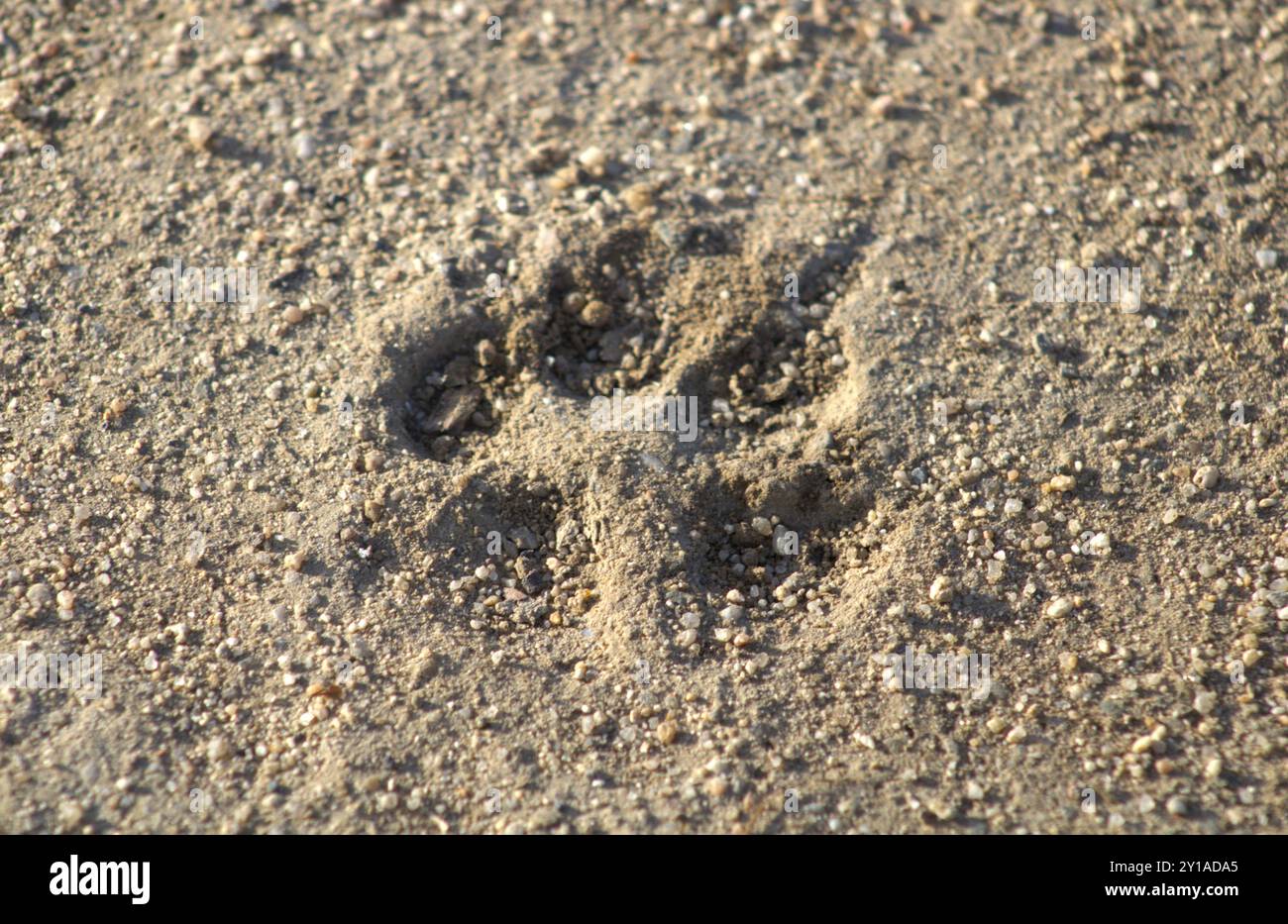 dog paw prints in the sand Stock Photo - Alamy