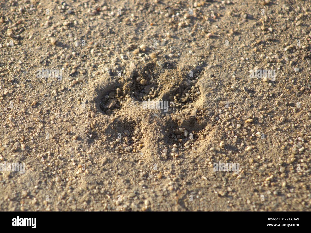 Dog paws pattern texture hi-res stock photography and images - Alamy