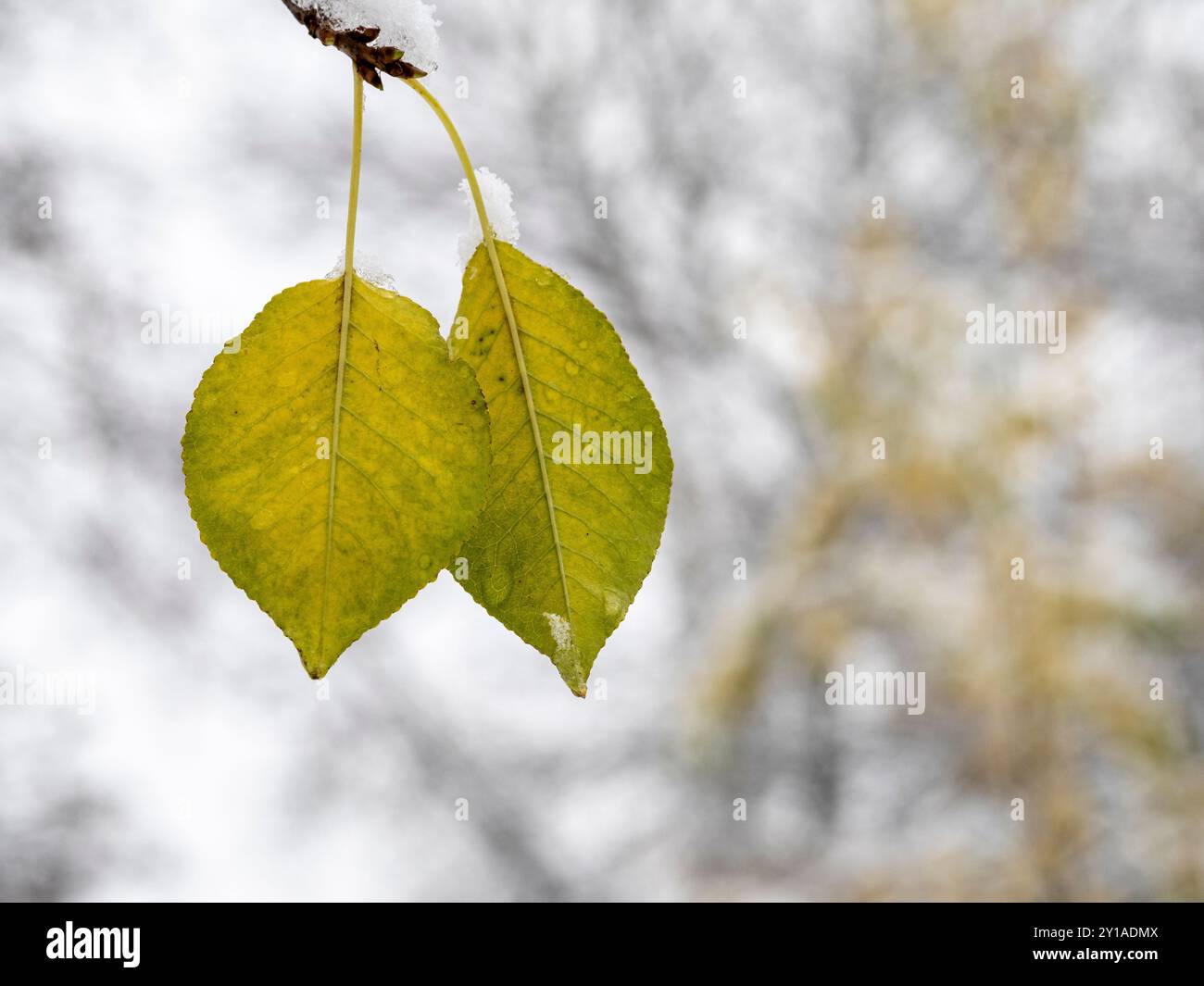 The last autumn leaves covered with a little snow and drops of water ...