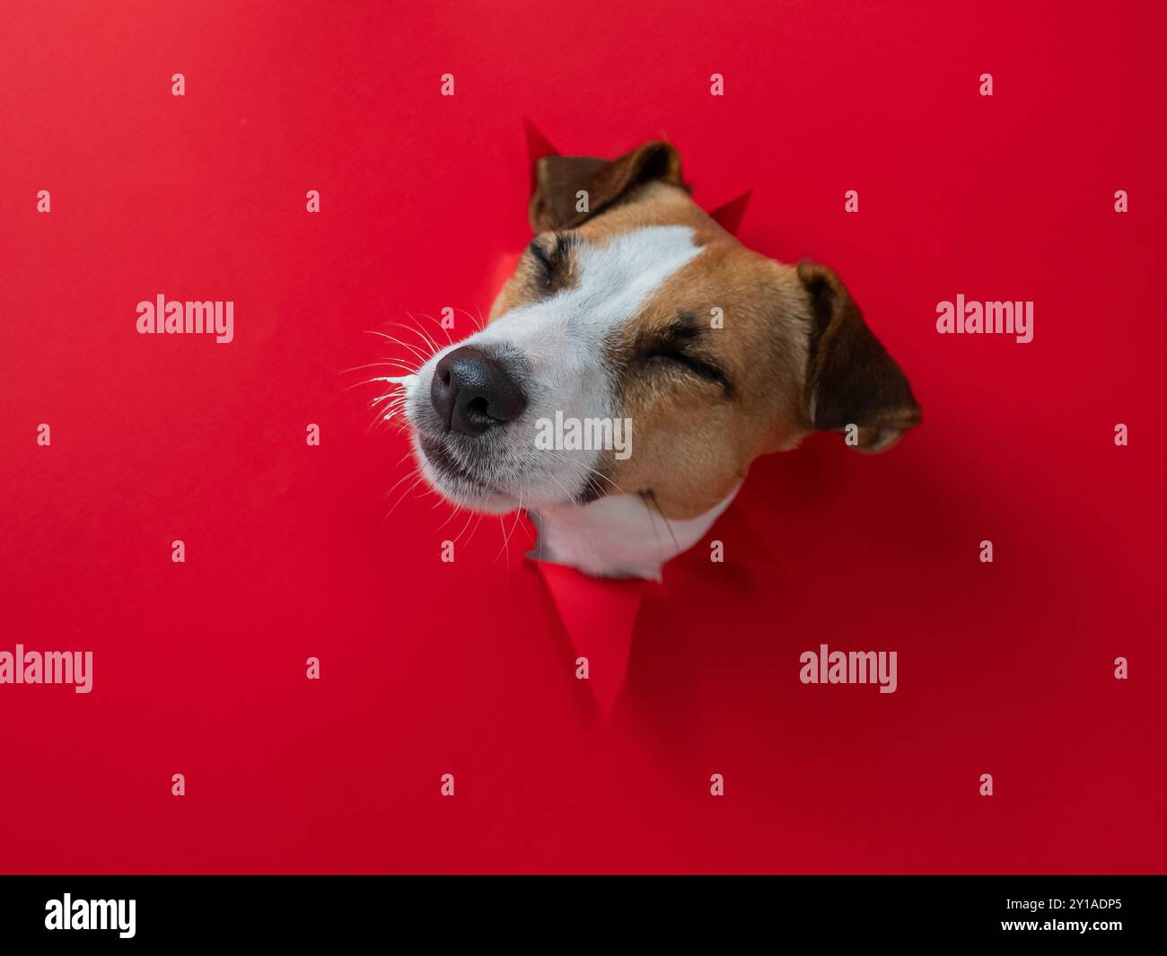 Funny Jack Russell Terrier dog sticks out through a red cardboard ...