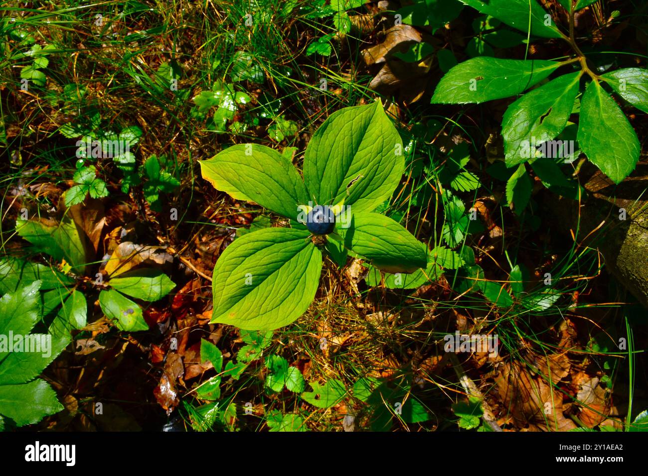 Paris quadrifolia plant with one blue poisonous berry Stock Photo - Alamy
