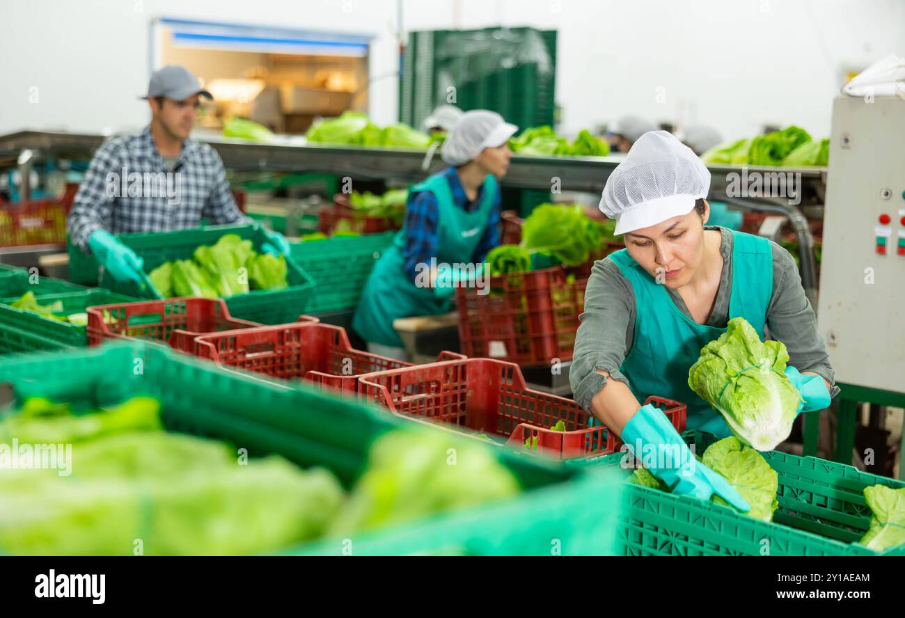 Female worker sorting and preparing lettuce for packaging at factory ...