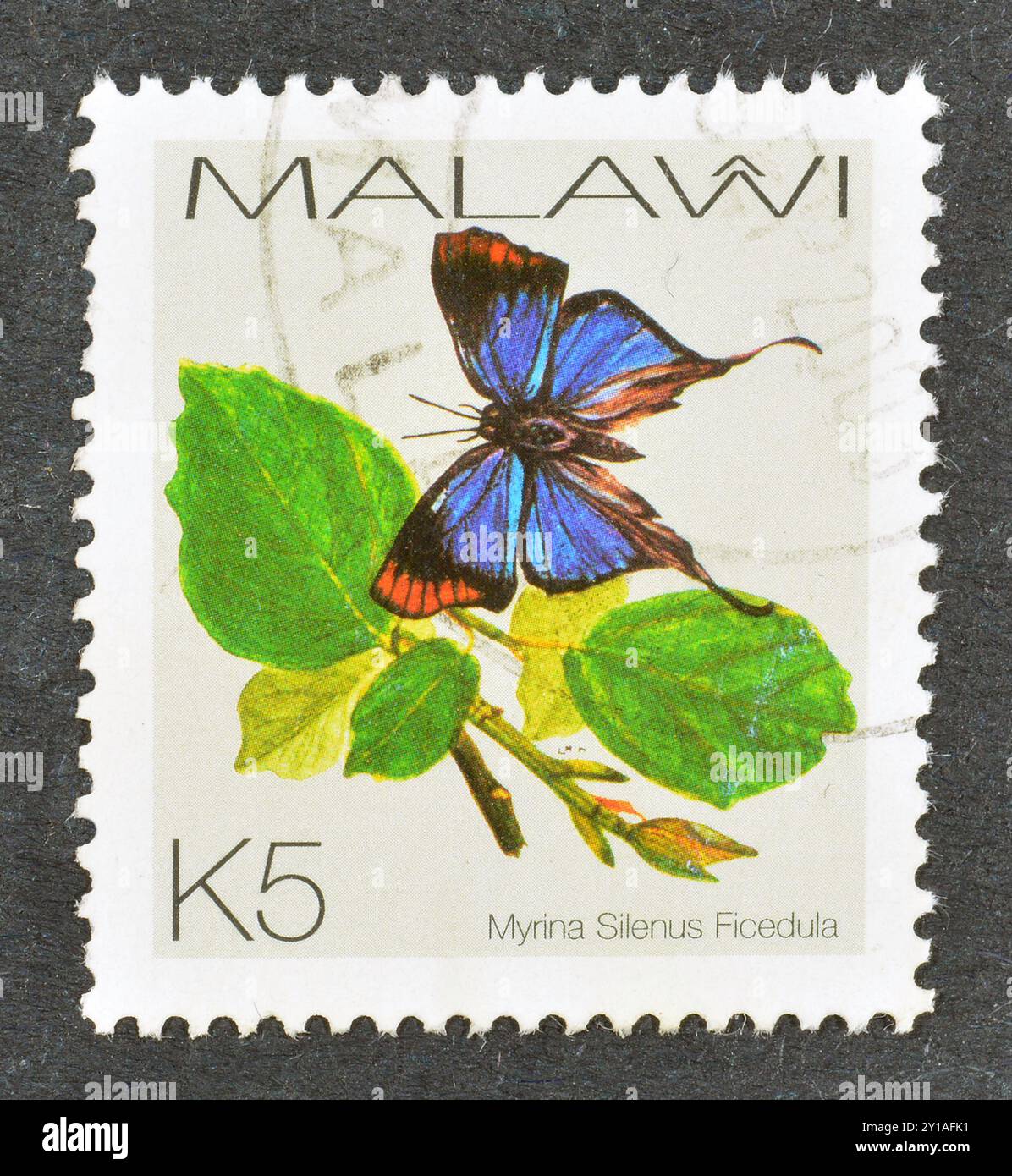 Cancelled postage stamp printed by Malawi, that shows Common Figtree ...