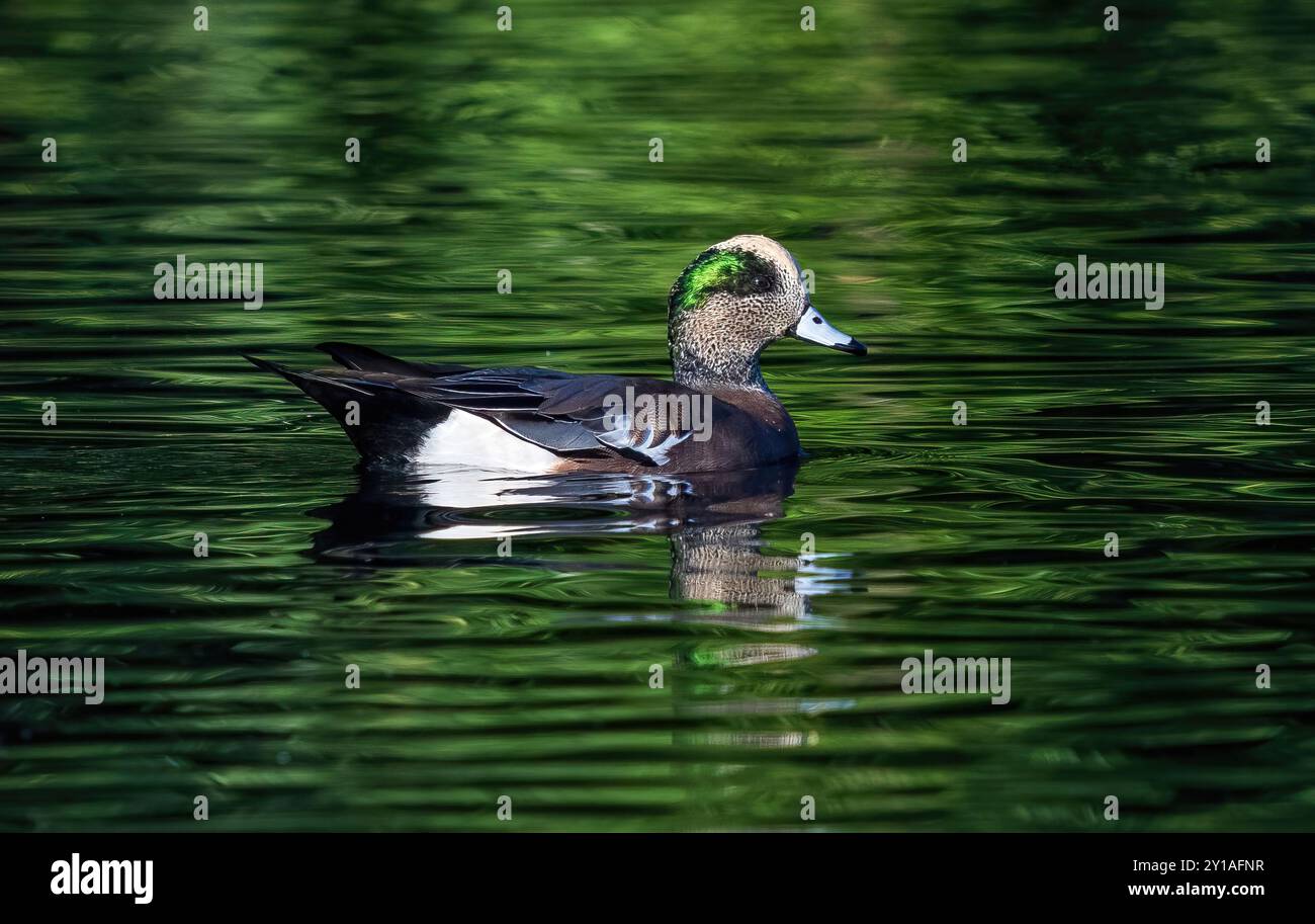 A Wigeon duck drake swimming in a deep green lake with bright green ...