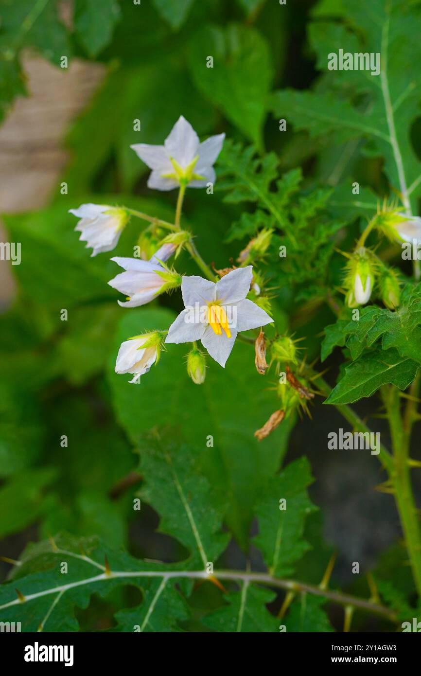 White Solanum sisymbriifolium flowers, Solanum sisymbriifolium is ...
