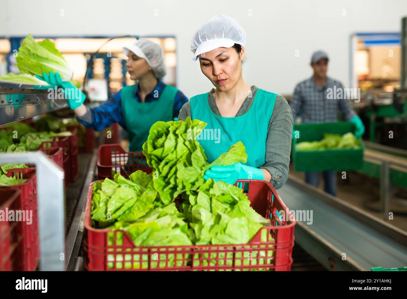 Female worker arranging lettuce in boxes at vegetable sorting factory ...