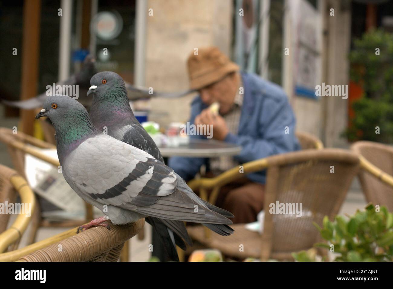 Pigeons eating on sidewalk in hi-res stock photography and images - Alamy