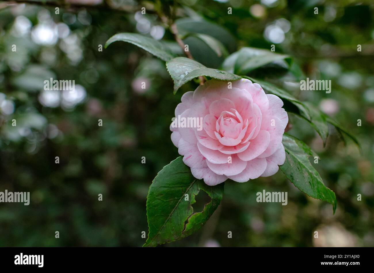 The pink camellia flower is an ornamental plant appreciated for its ...