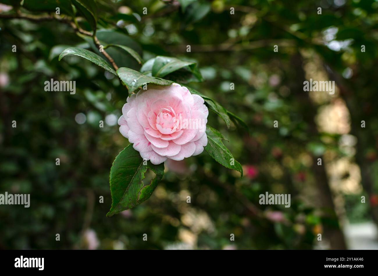 The pink camellia flower is an ornamental plant appreciated for its ...