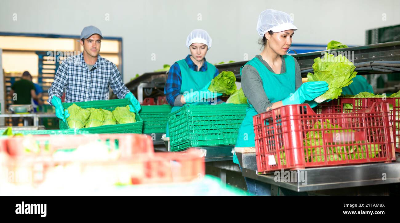 Women and man sorting lettuce in vegetable factory Stock Photo - Alamy