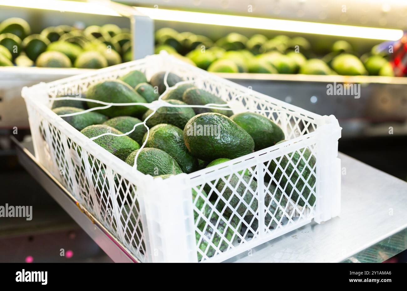 Fresh fruit avocado in crates after packaging, warehouse at mango ...