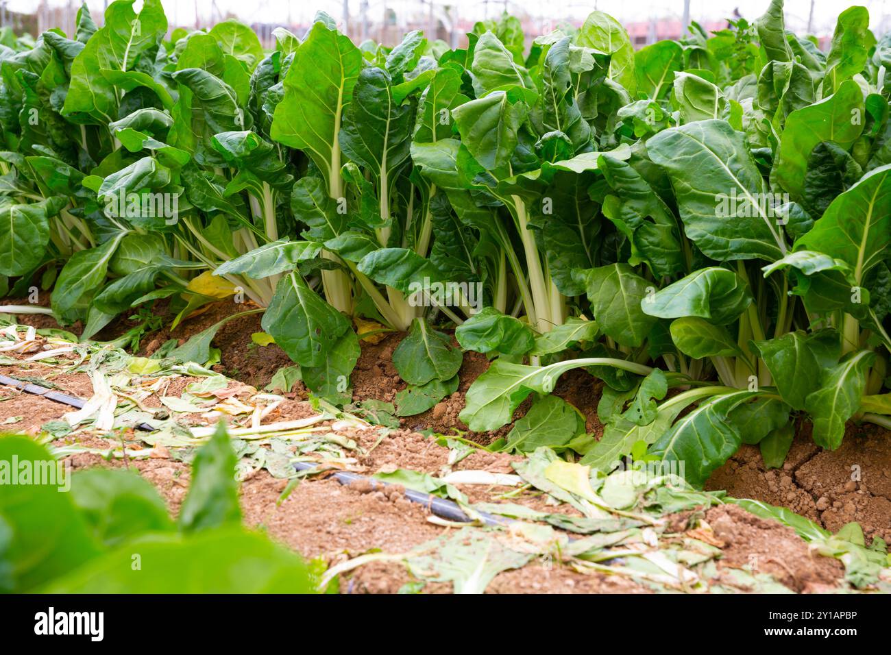 Field planted with green chard Stock Photo - Alamy