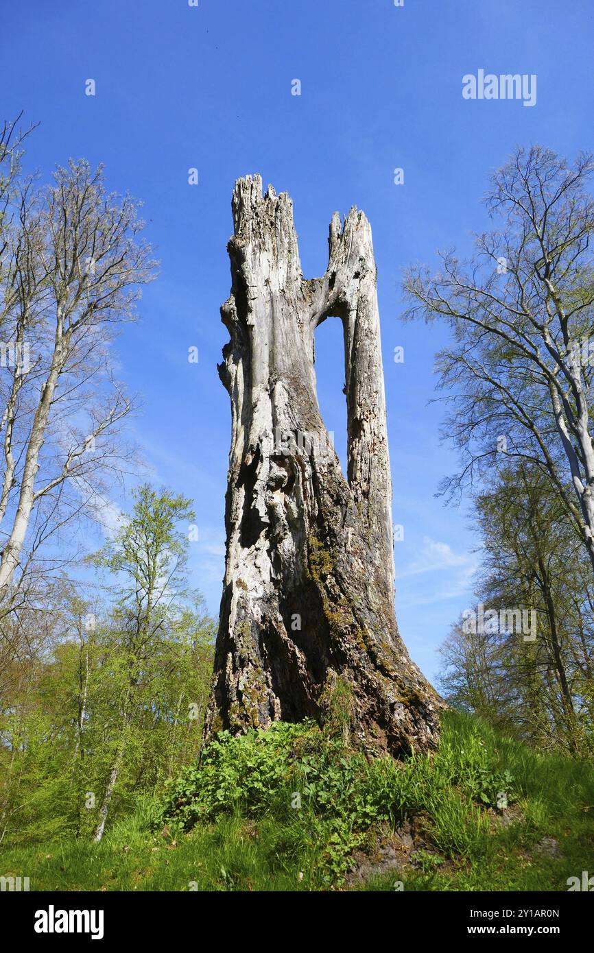 Dead oak tree Stock Photo - Alamy