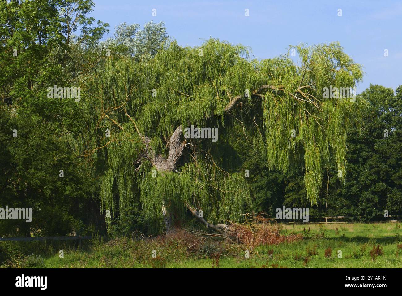 Babylon willow salix babylonica in hi-res stock photography and images ...