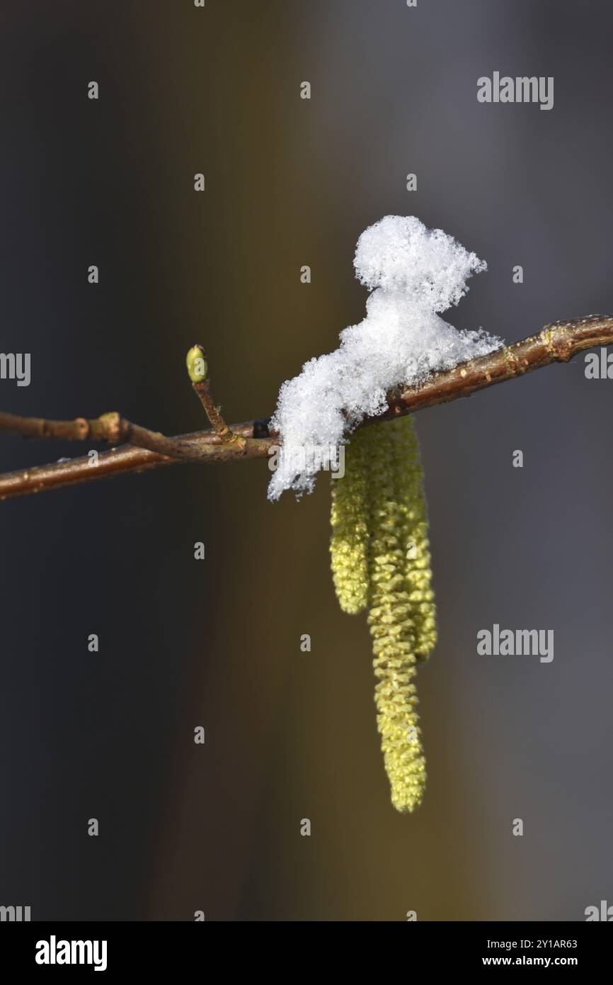 Common hazel in winter Stock Photo - Alamy