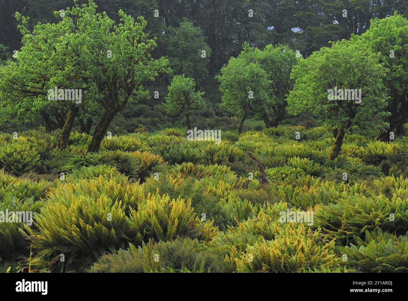 A clearing overgrown with ferns, New Zealand, Oceania Stock Photo - Alamy