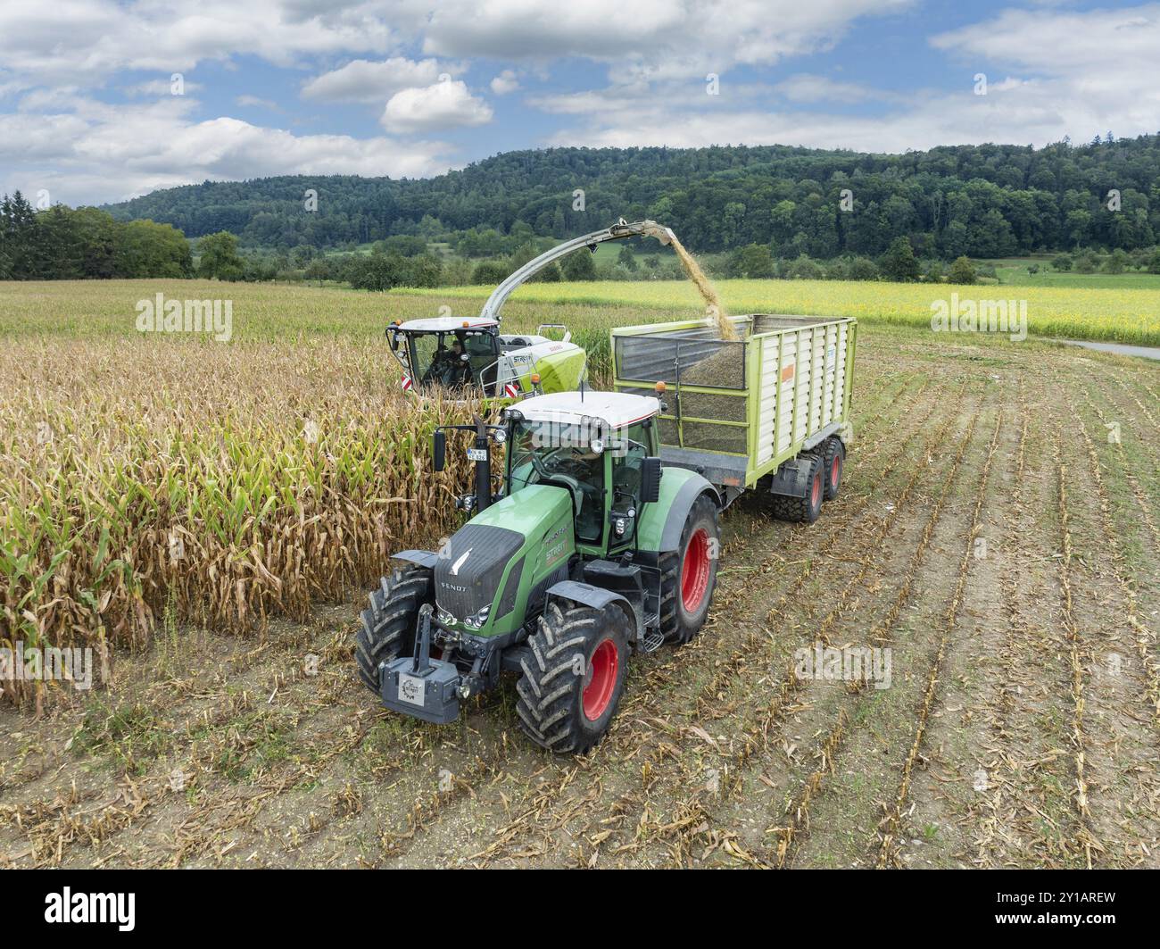 A Fendt 826 tractor with silage transport wagon drives next to a forage ...